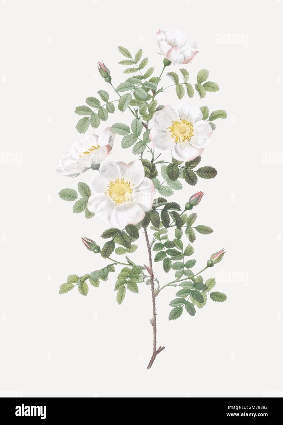 1824 botanical drawing Stock Vector Images - Alamy