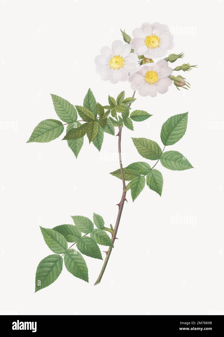 Vintage blooming musk rose vector Stock Vector Image & Art - Alamy