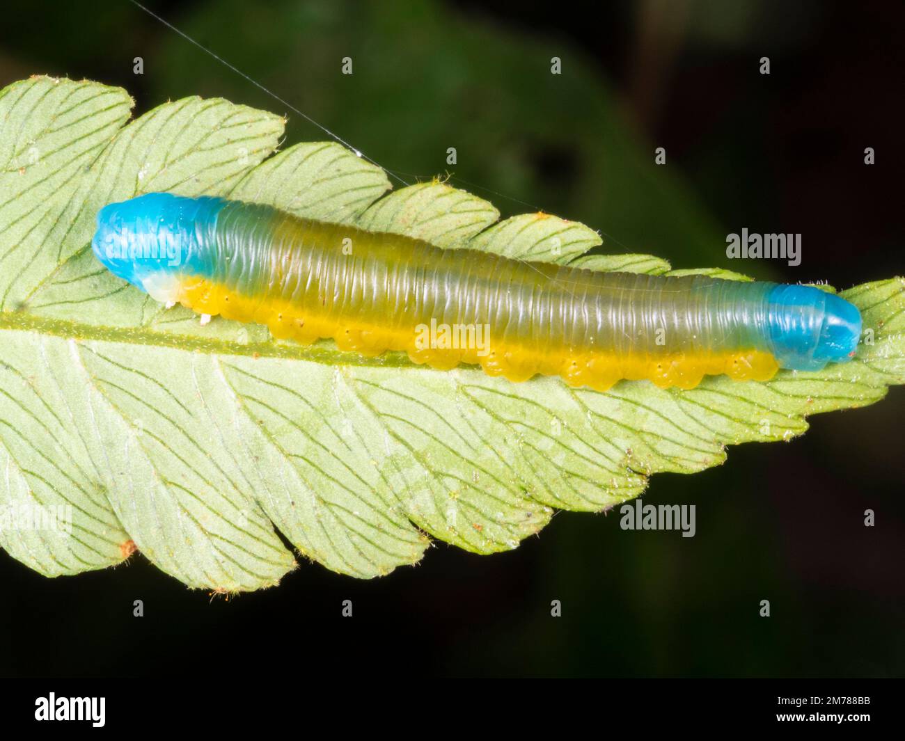 Strikingly coloured lepidiopteran caterpillar on a fern leaf in the ...