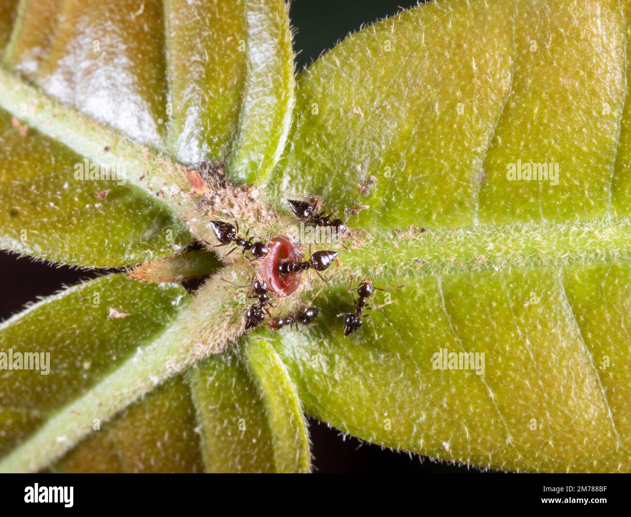 Ants drinking nectar from extra-floral nectary on the leaf of an Inga ...