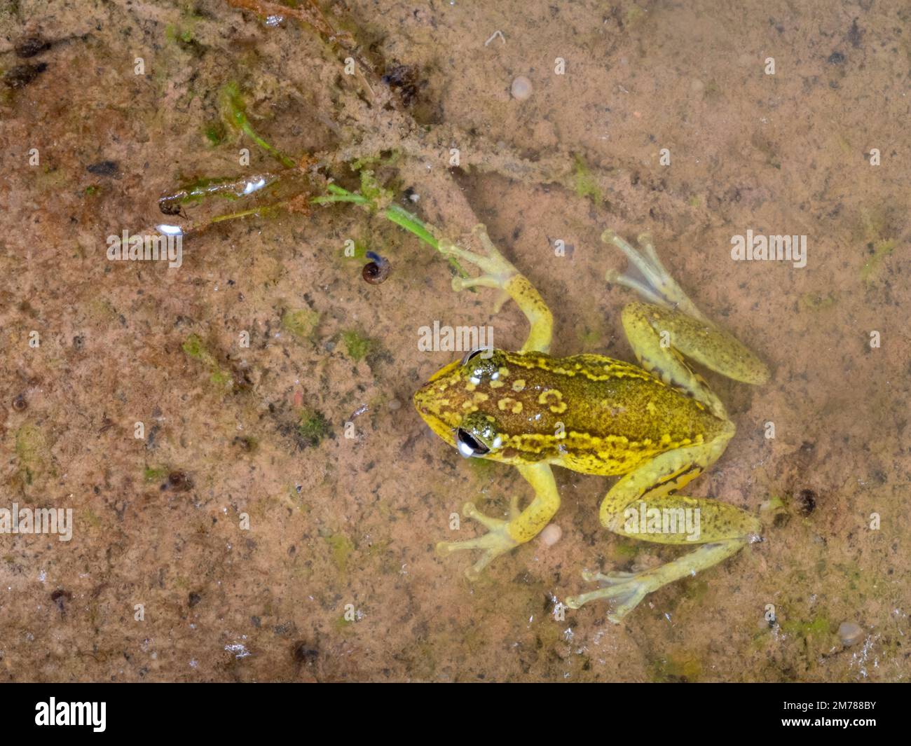 Red Snouted Treefrog (Scinax ruber) In the Ecuadorian Amazon, Orellana ...