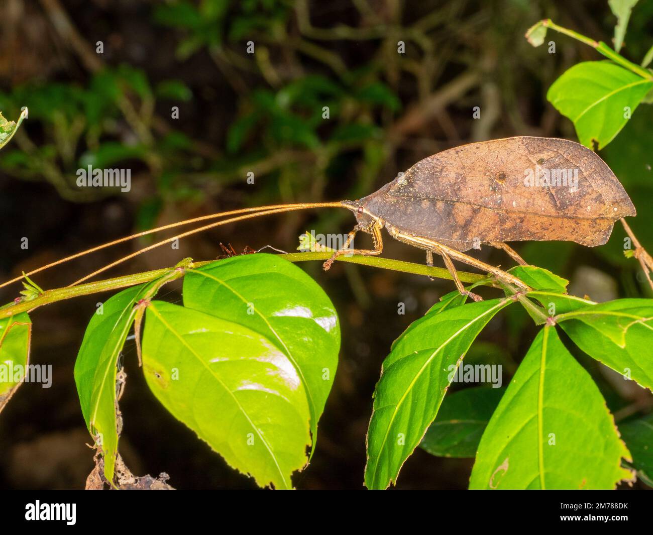 Leaf mimic katydid (Typhophyllum sp.) in the rainforest, Orellana ...