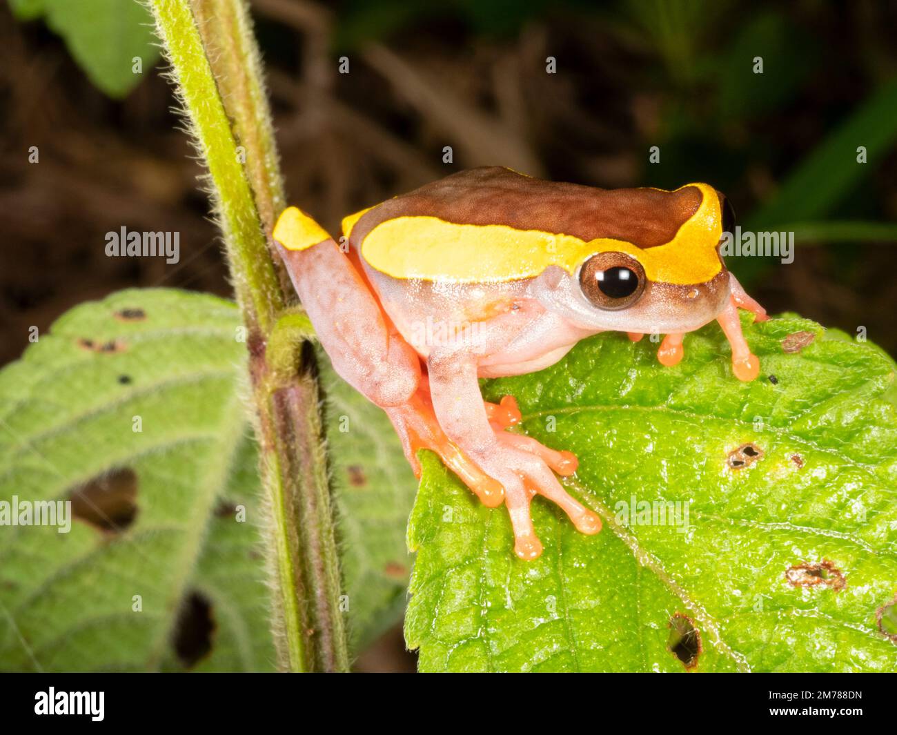 Upper Amazon Treefrog (Dendropsophus bifurcus), Female, Orellana ...