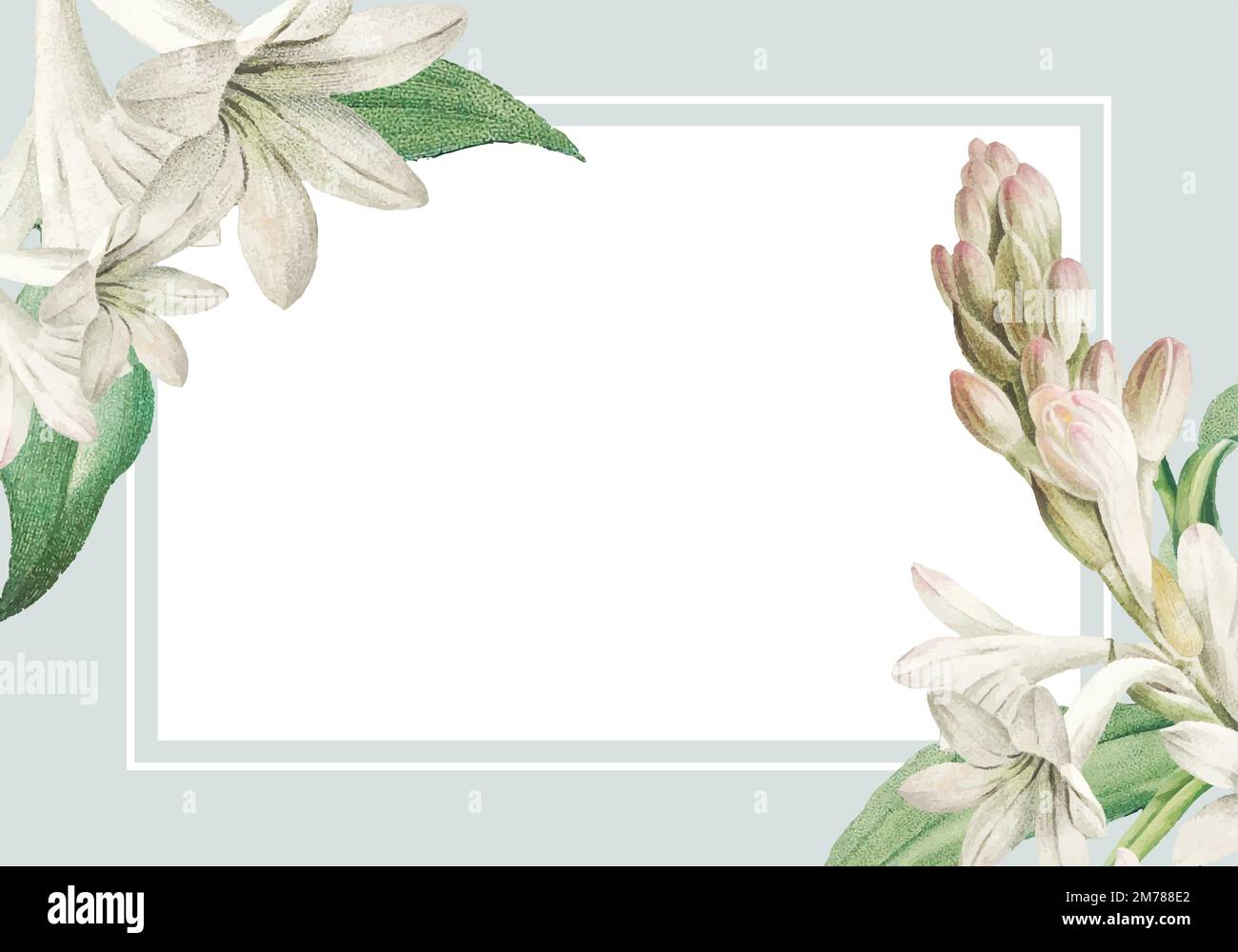 Vintage blank tuberose flower themed frame vector Stock Vector Image ...