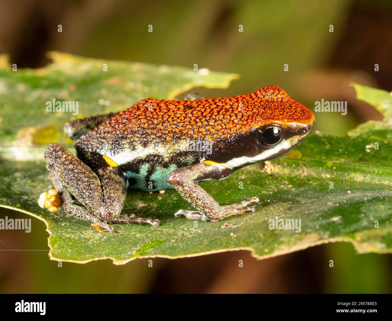 Ruby poison frog (Ameerega parvula) In tropical rainforest in the ...