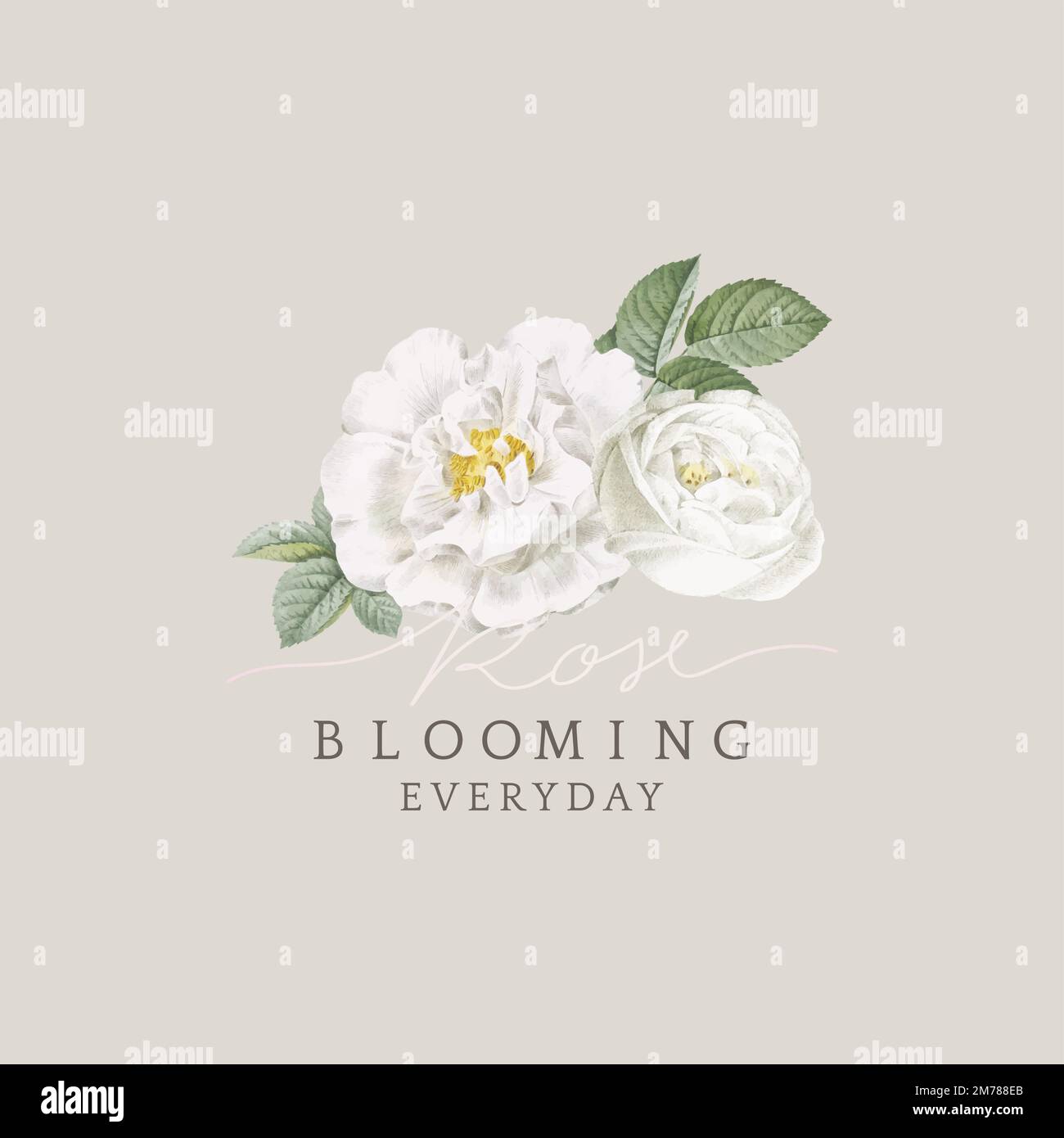 Beautiful rose blooming everyday vector Stock Vector Image & Art - Alamy