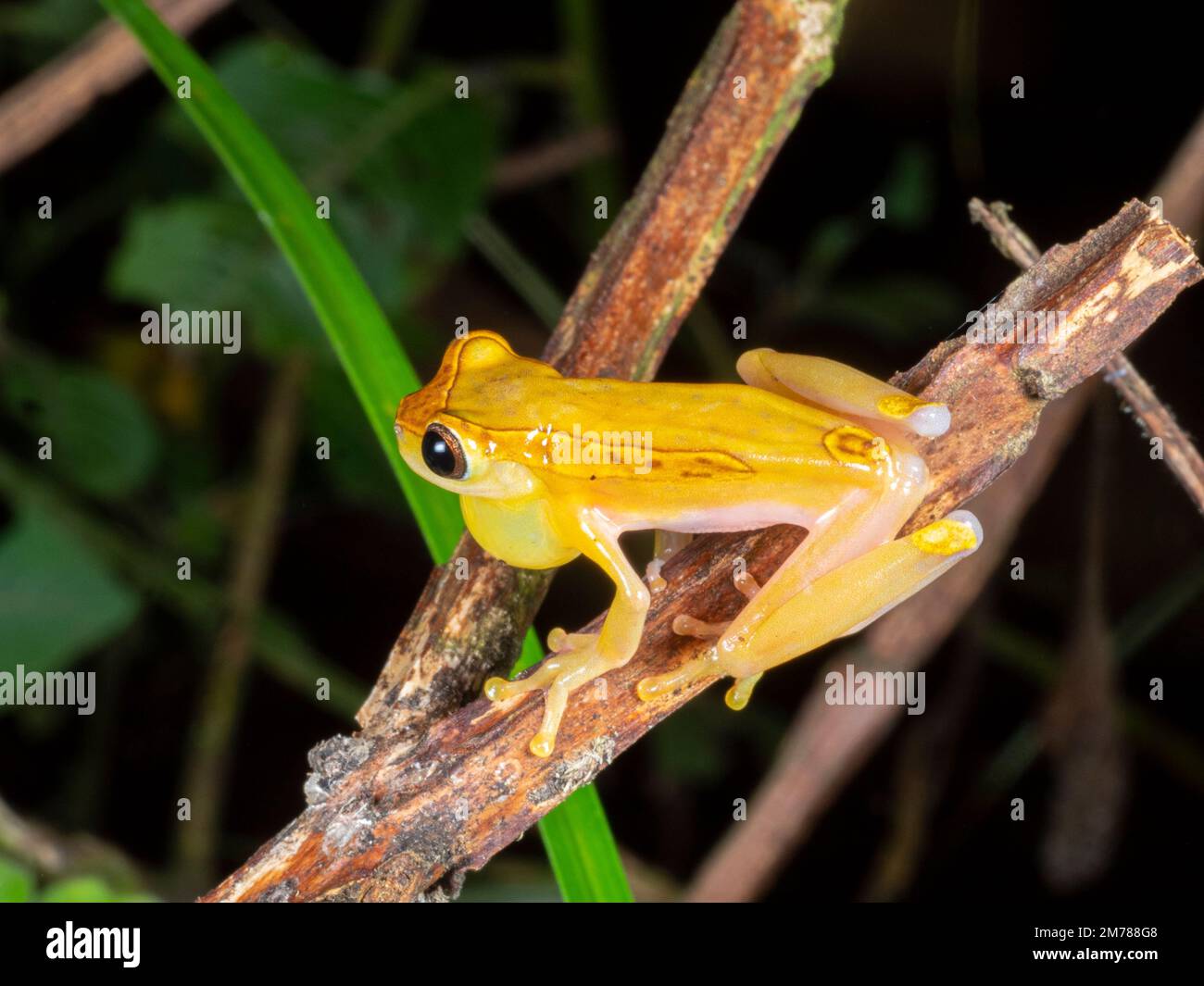 Upper Amazon Treefrog (Dendropsophus bifurcus), Male calling, Orellana ...
