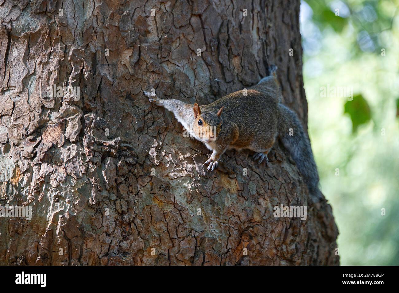 Big and small trunk hi-res stock photography and images - Alamy