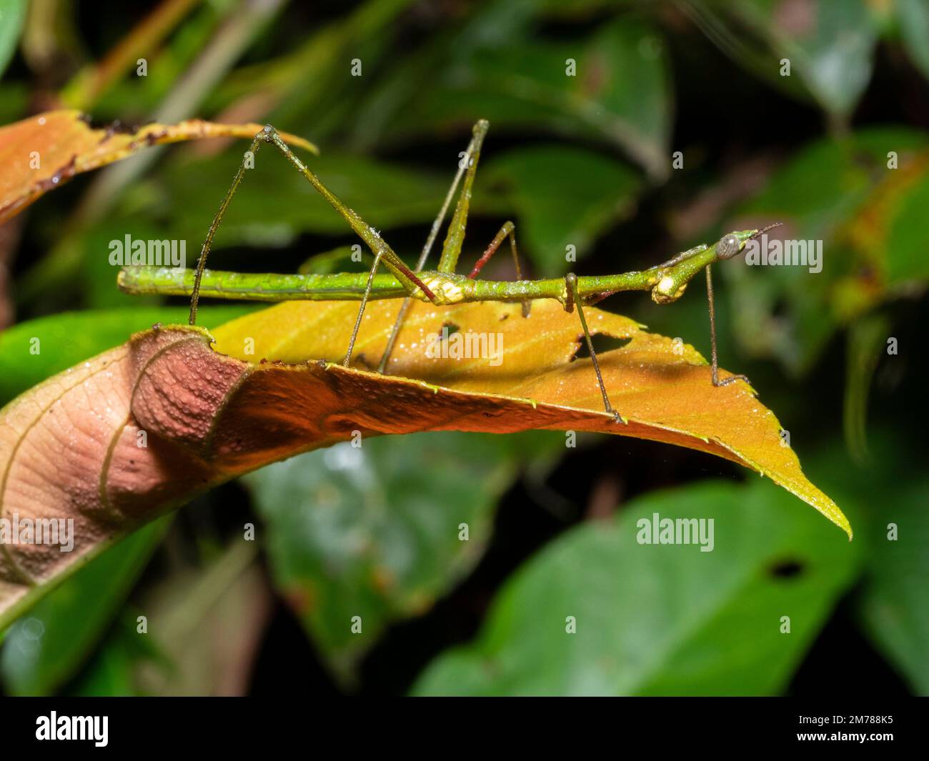Stick grasshopper (family Proscopiidae) in rainforest, Orellana ...