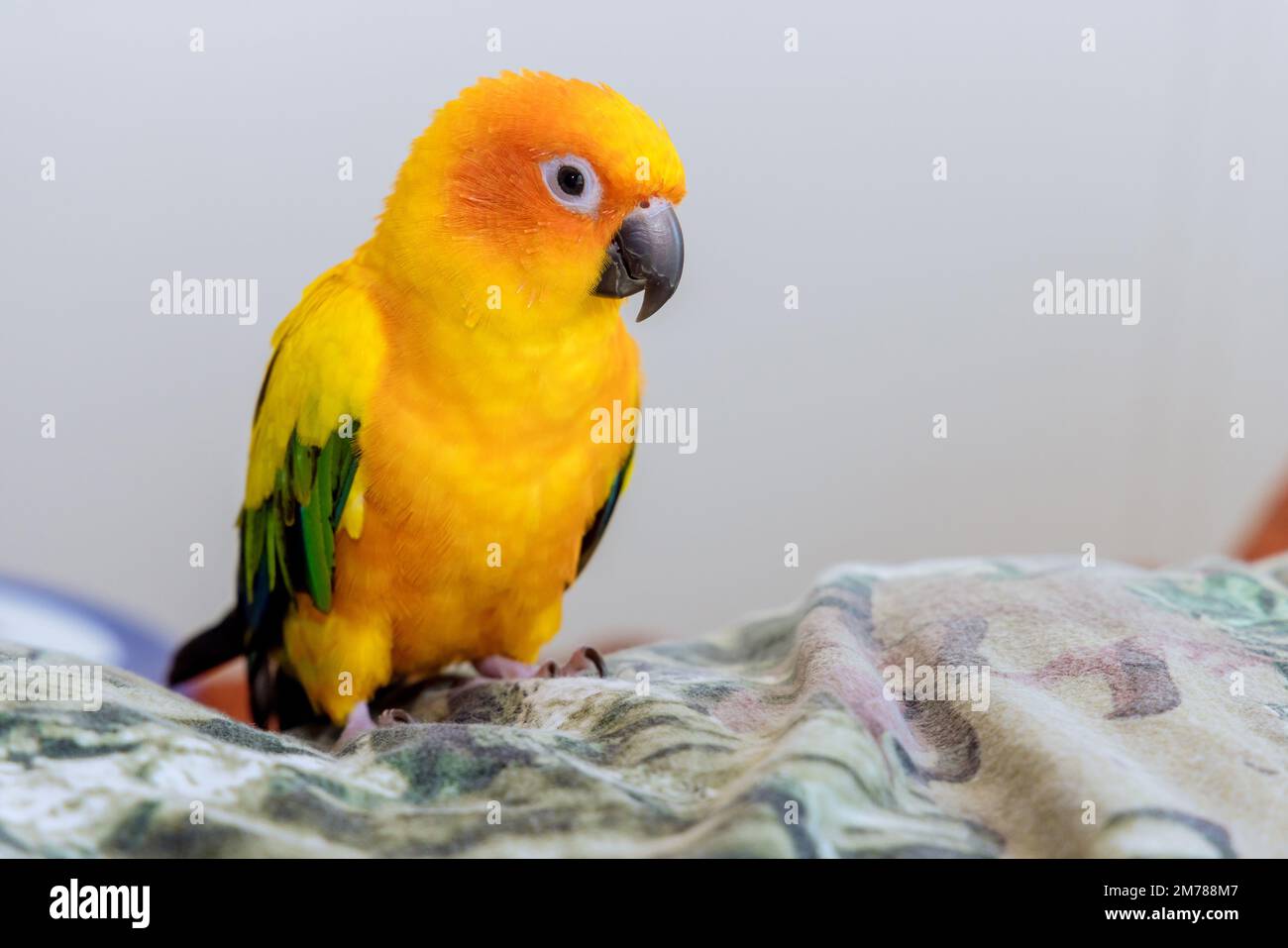 Beautiful sun conure parrot hi-res stock photography and images - Alamy