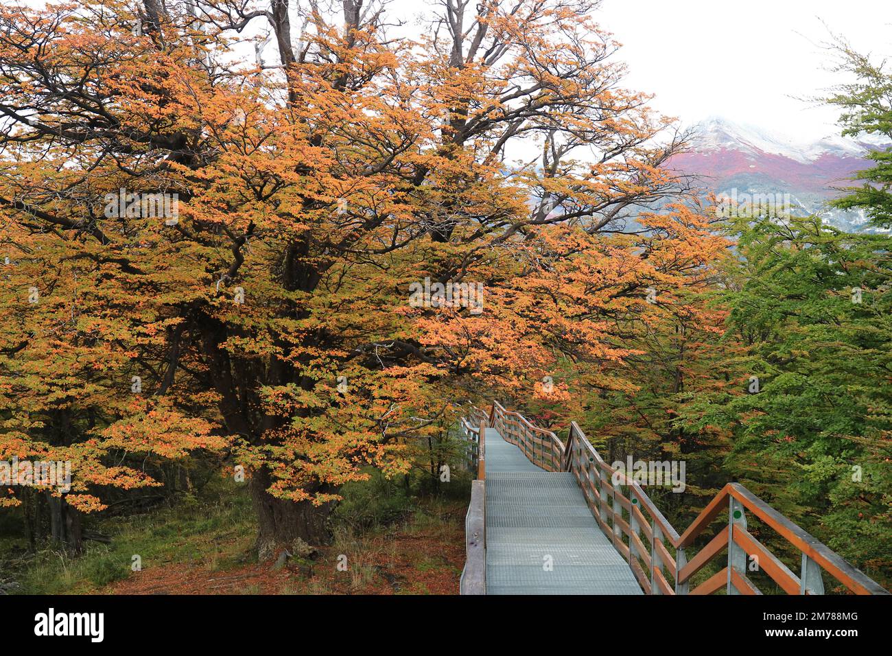 Boardwalk among beautiful fall foliage leading to the viewpoint of the ...