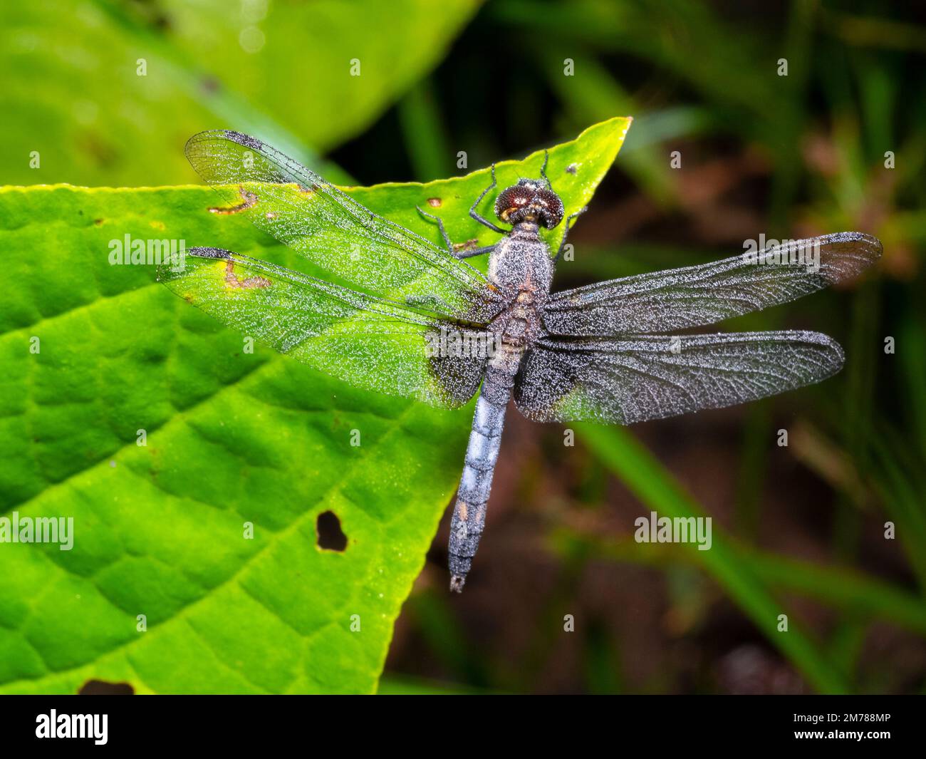 Skimmer dragonfly (Libellulidae), at reest at night in the Ecuadorian ...