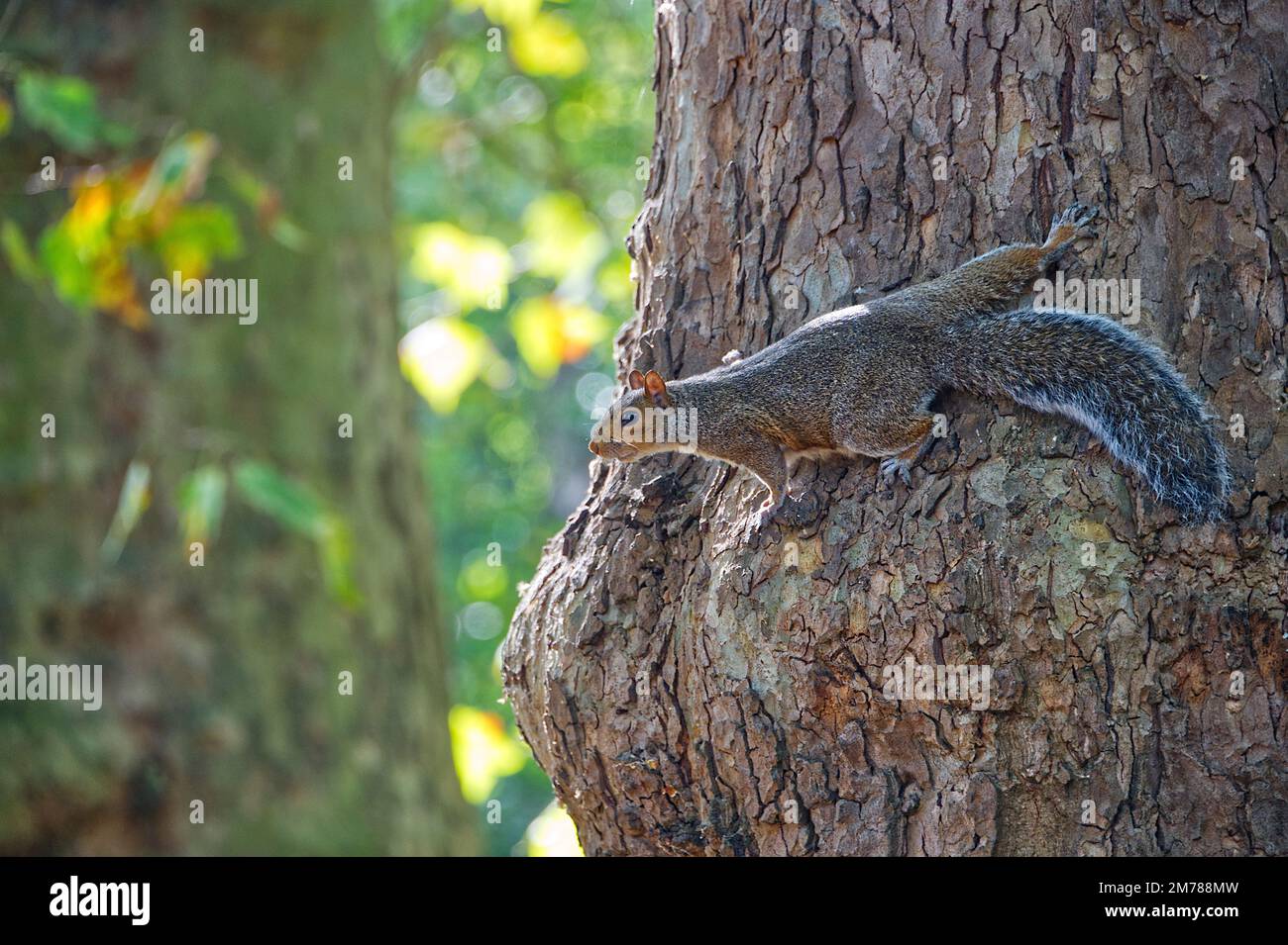 City mammals hi-res stock photography and images - Alamy