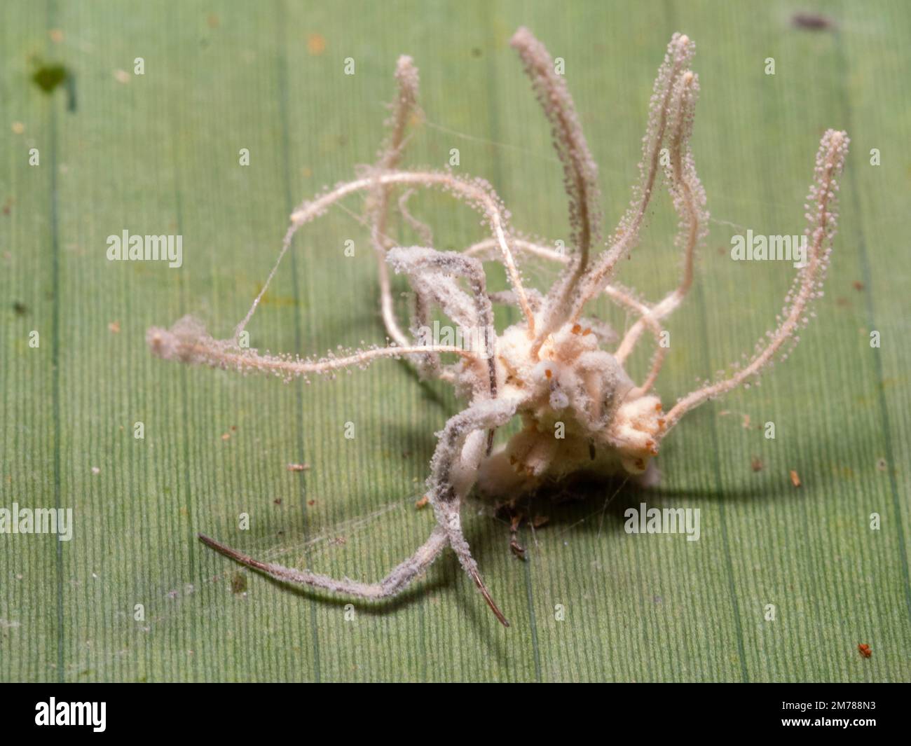 Spider infected and killed by a Cordyceps fungus. In the rainforest ... Spider infected and killed by a Cordyceps fungus. In the rainforest ...