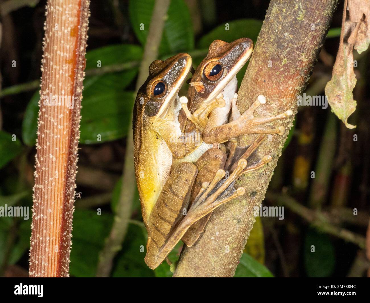 Pair of Quacking River Frogs (Boana lanciformis) in amplexus, Orellana ...