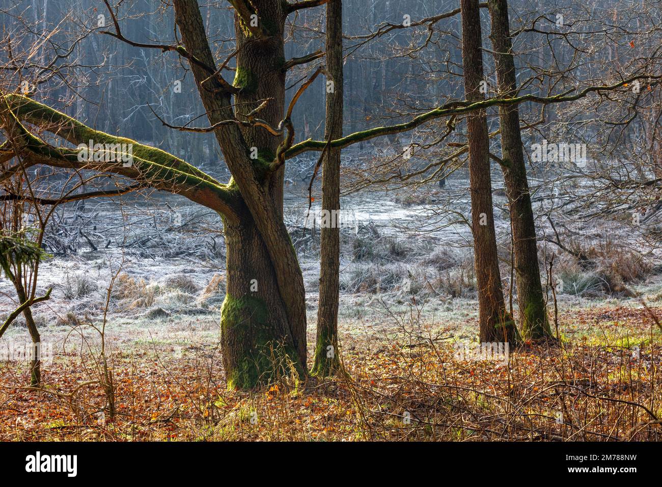 Winter in Warmia and Mazury, Poland Stock Photo - Alamy