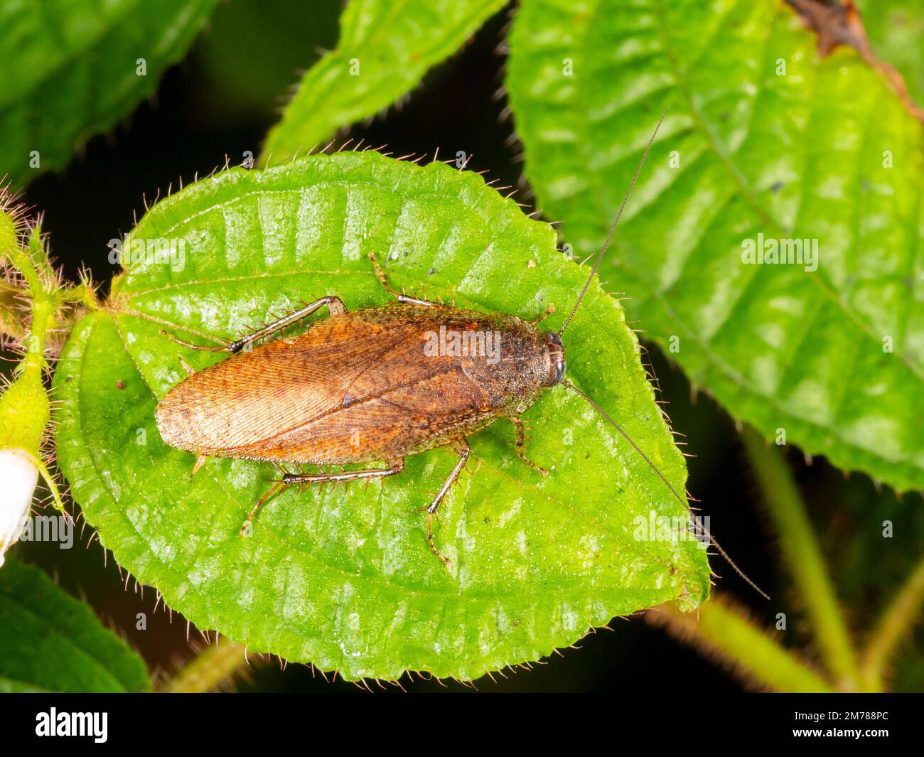 Wood Cockroach (Family Ectobiidae) in the rainforest understory at ...