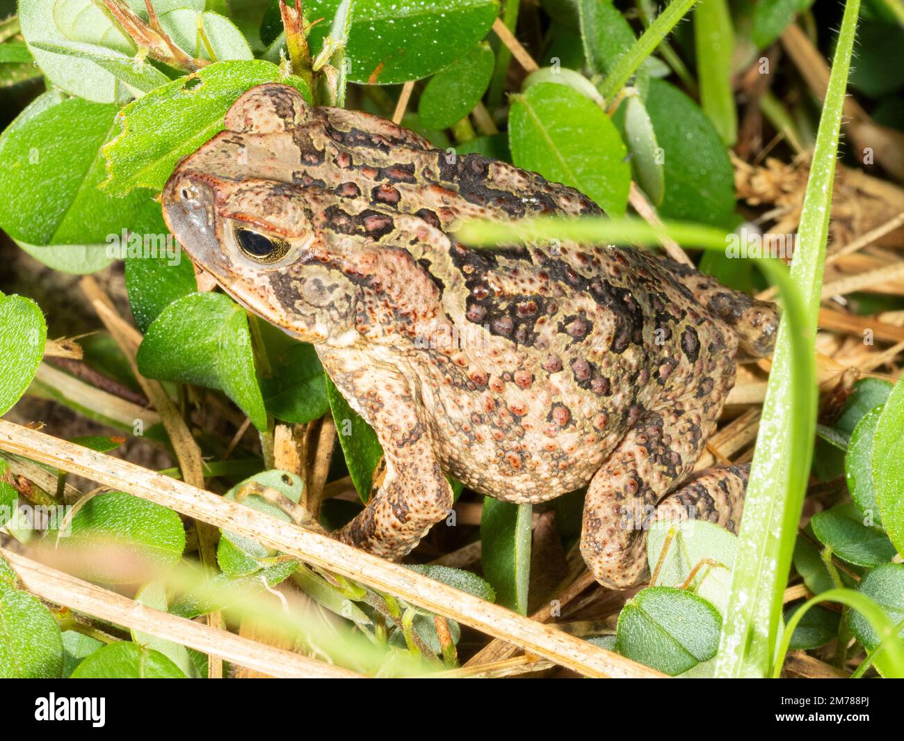A juvenile cane toad (Rhinella marina) in the rainforest, Orellana ...