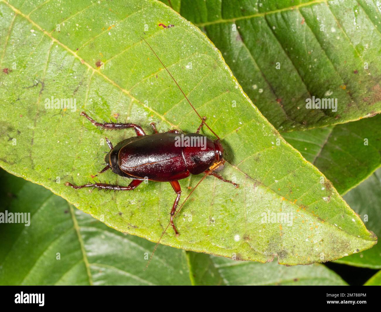 Wood Cockroach (family Ectobiidae) in the rainforest understory ...