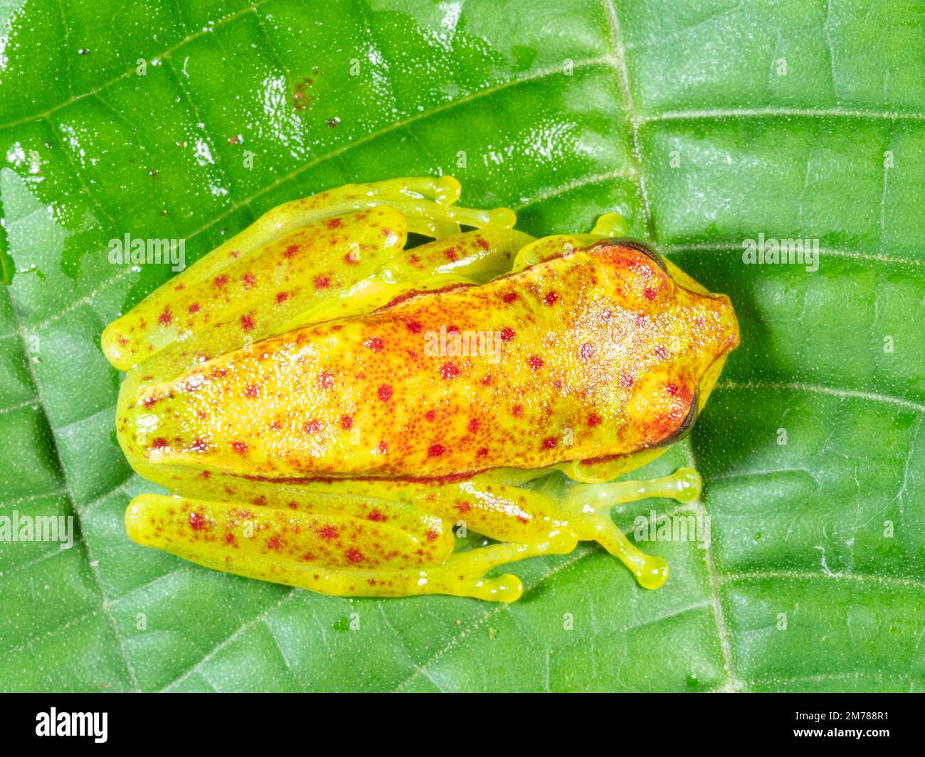 Spotted Treefrog (Boana punctata), Orellana province, Ecuador Stock ...