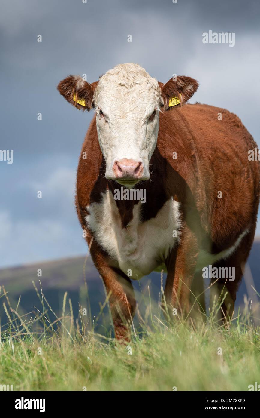 Pedigree Hereford cow in pasture in the Lune Valley near Kirkby ...