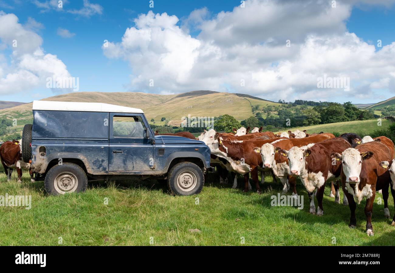 Herd of curious Hereford cattle gather around a Land Rover farm vehicle ...