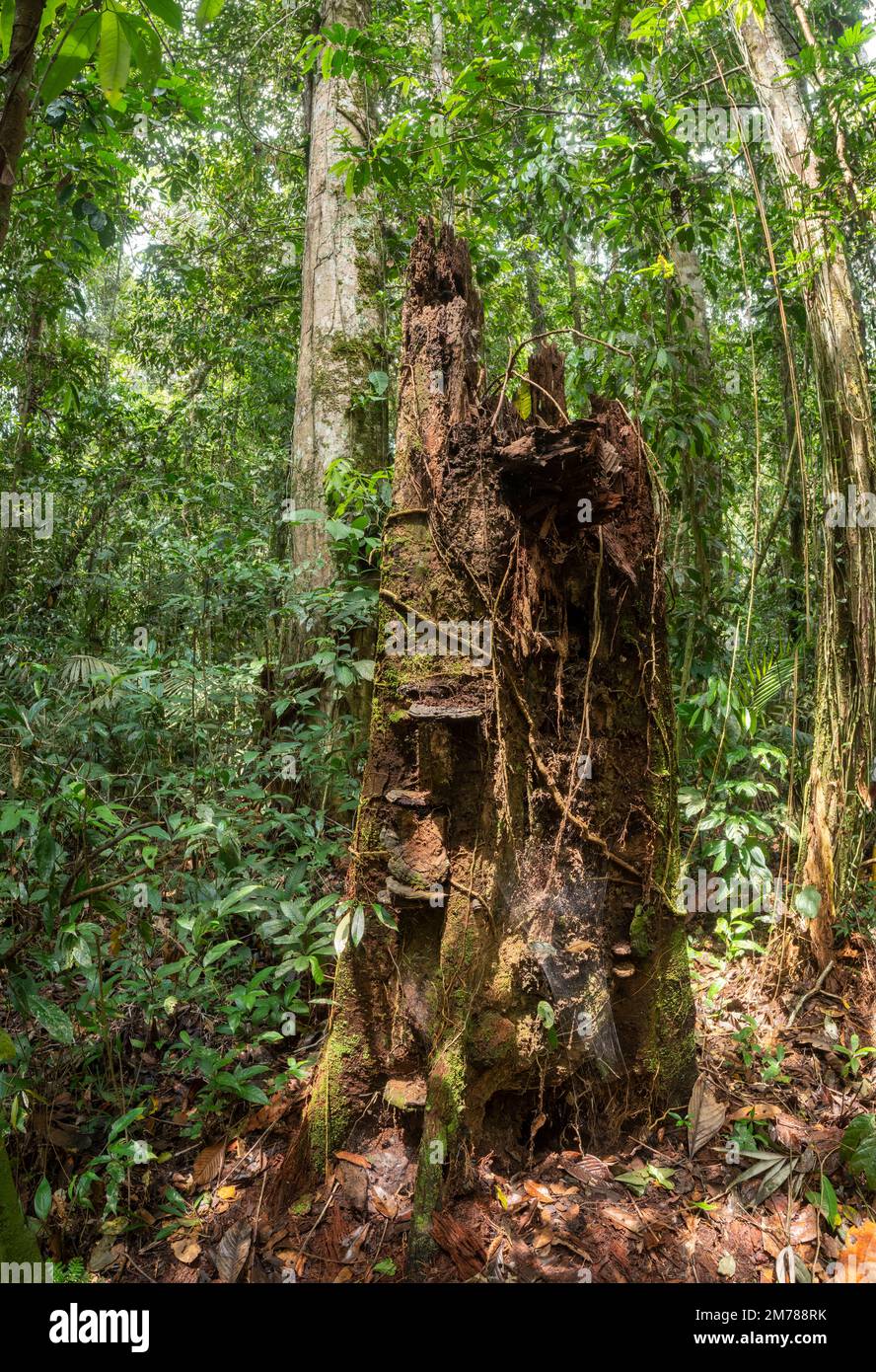 A decomposing tree stump in the rainforest, Orellana province, Ecuador ...
