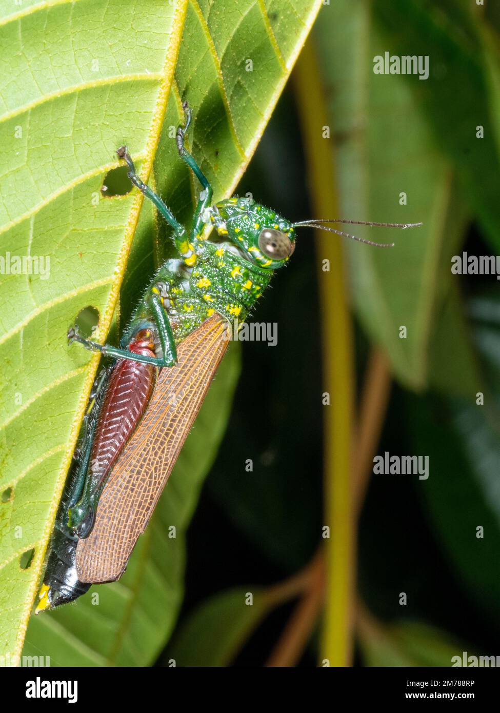 Green Rainforest grasshopper, Orellana province, Ecuador Stock Photo ...