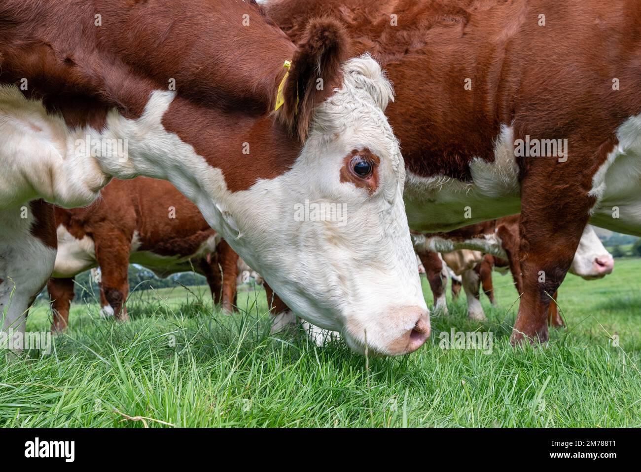Native beed hi-res stock photography and images - Alamy