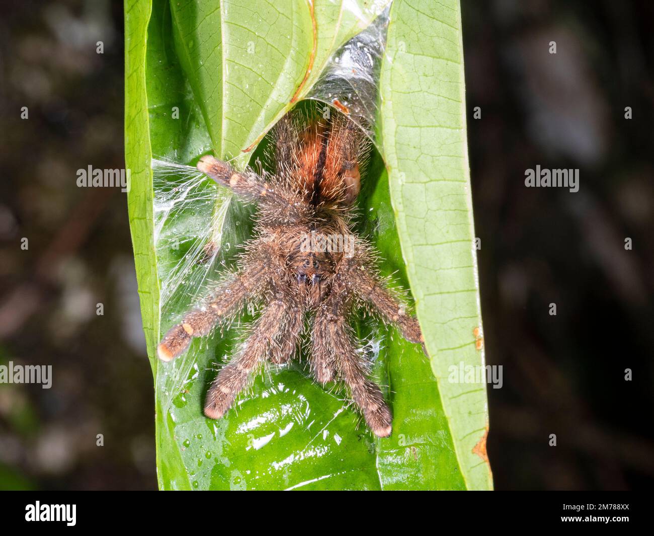 A large pink-toed tarantula (Avicularia sp.) on a leaf in the ...