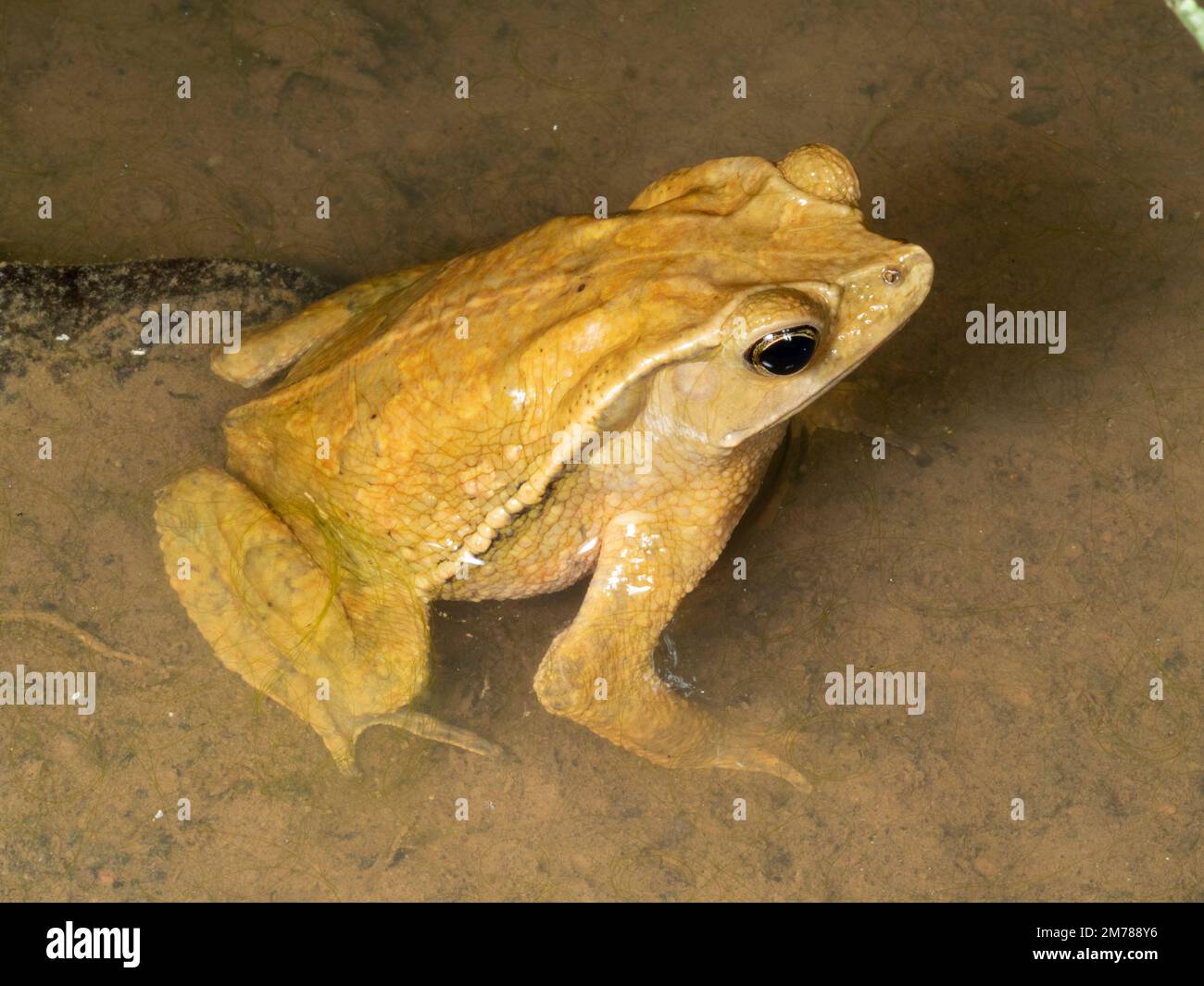 Crested Forest Toad (Rhinella dapsilis). Male sitting in a pond, In ...