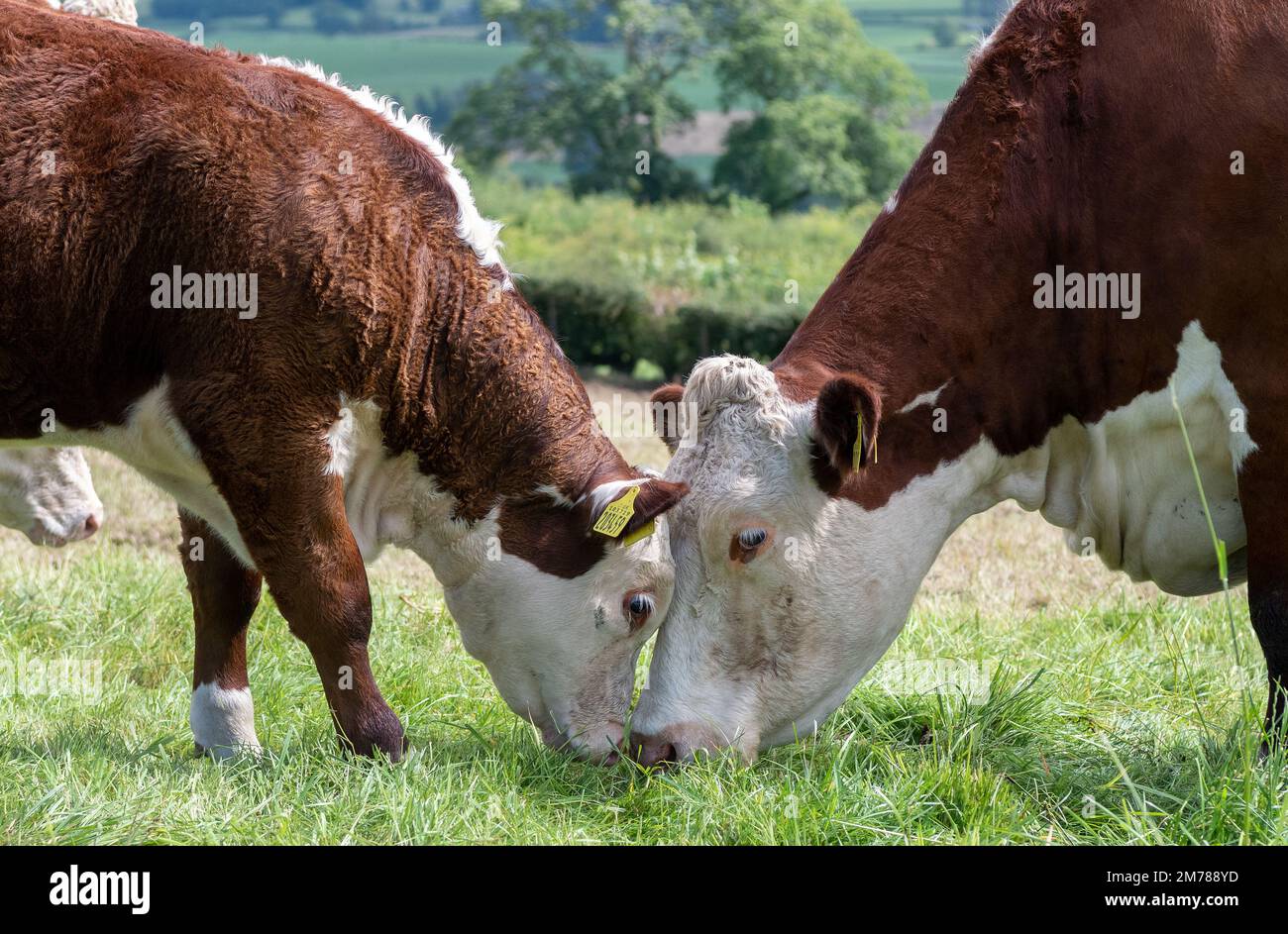 Hereford cattle going head to head in a pushing contest. Cumbria, UK ...