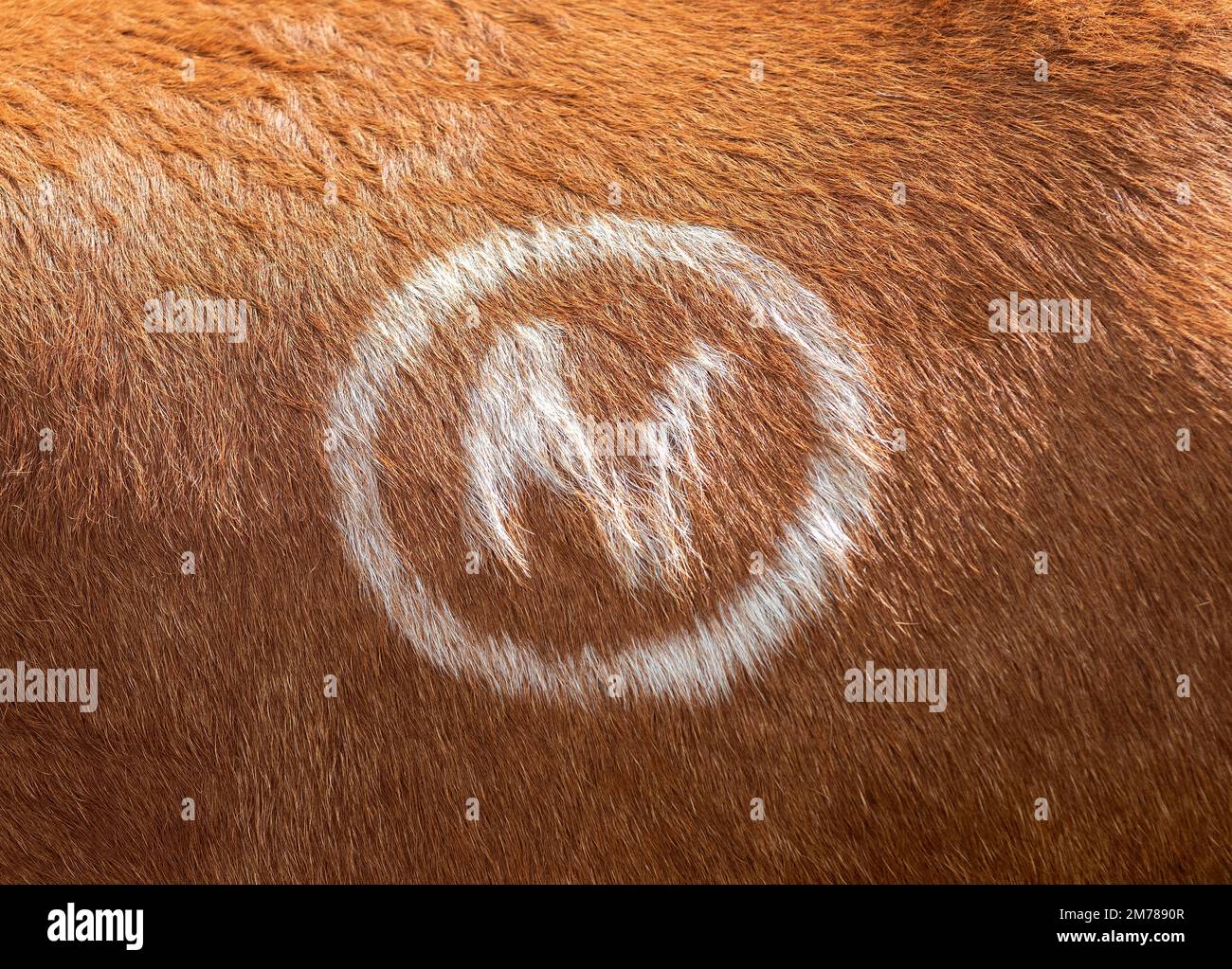 Cow branding uk hi-res stock photography and images - Alamy