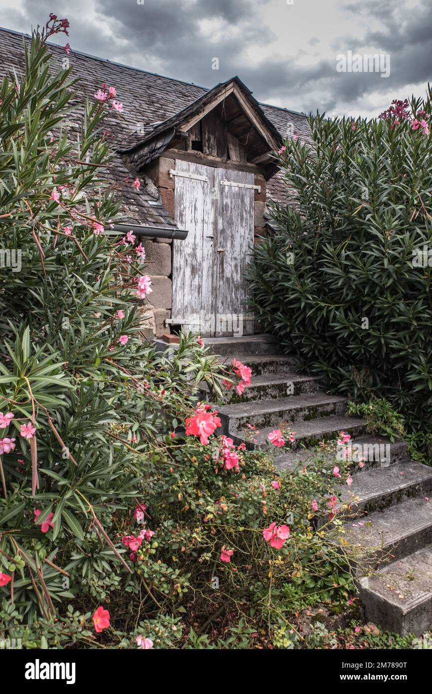 Laurier fleurie hi-res stock photography and images - Alamy