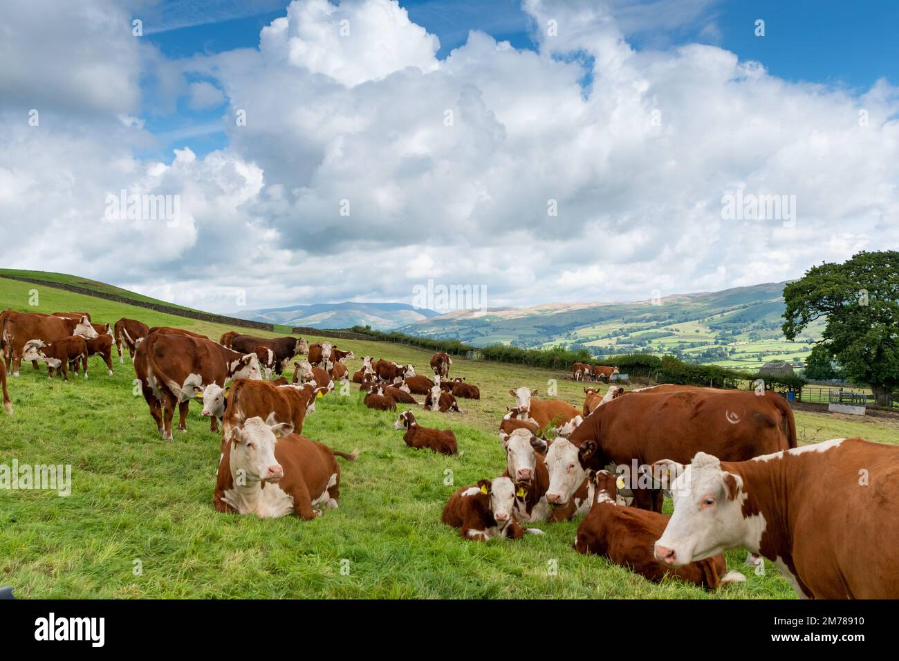 Herd of pedigree Hereford cows and calves on upland pastures in the ...