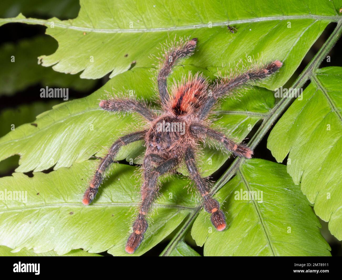 A large pink-toed tarantula (Avicularia sp.) on a leaf in the ...