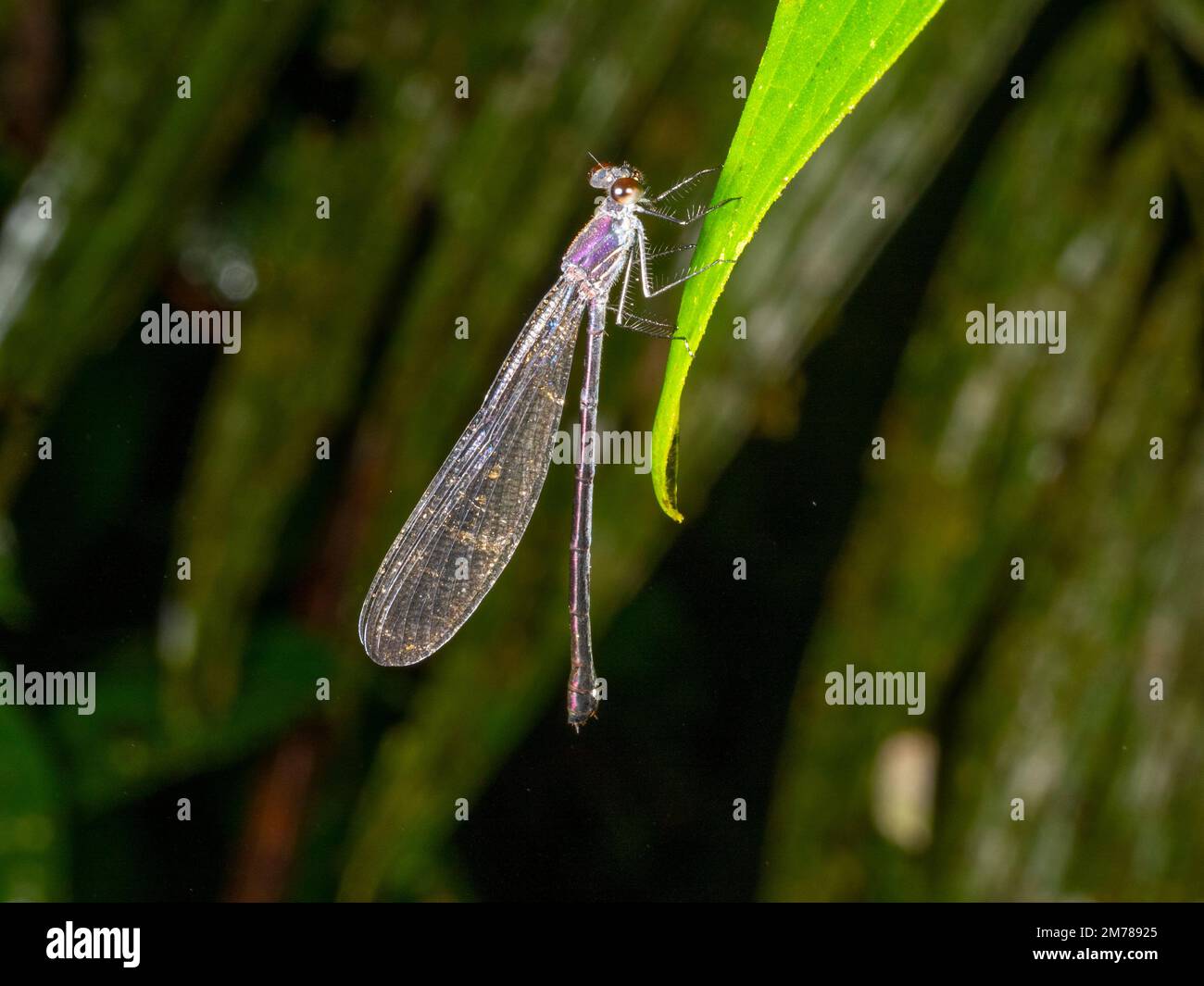 Skimmer dragonfly (Libellulidae), at reest at night in the Ecuadorian ...