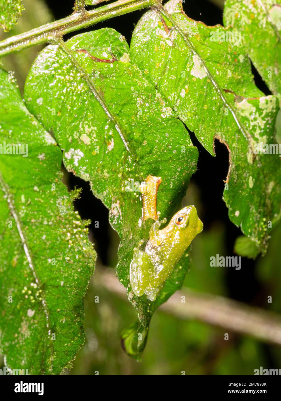 Juvenile green rain frog (Pristimantis acuminatus) camouflaged on a ...