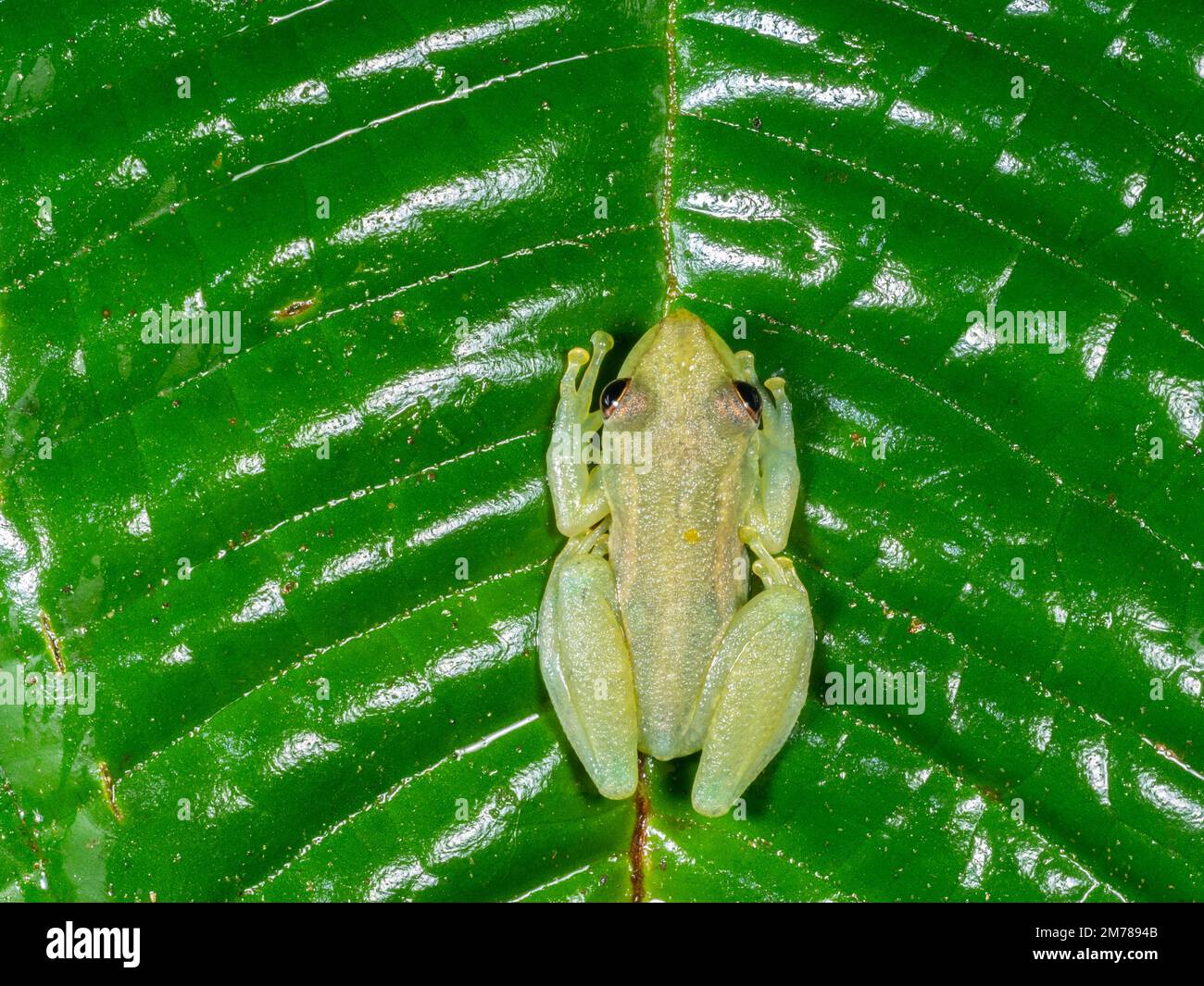 Red Snouted Treefrog (Scinax ruber) In the Ecuadorian Amazon, Orellana ...