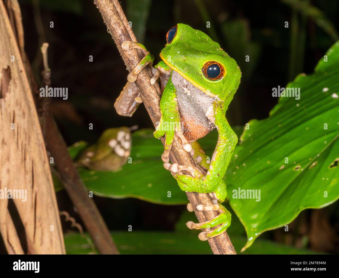Tarsier Monkey Frog (Phyllomedusa tarsius) in tropical rainforest ...