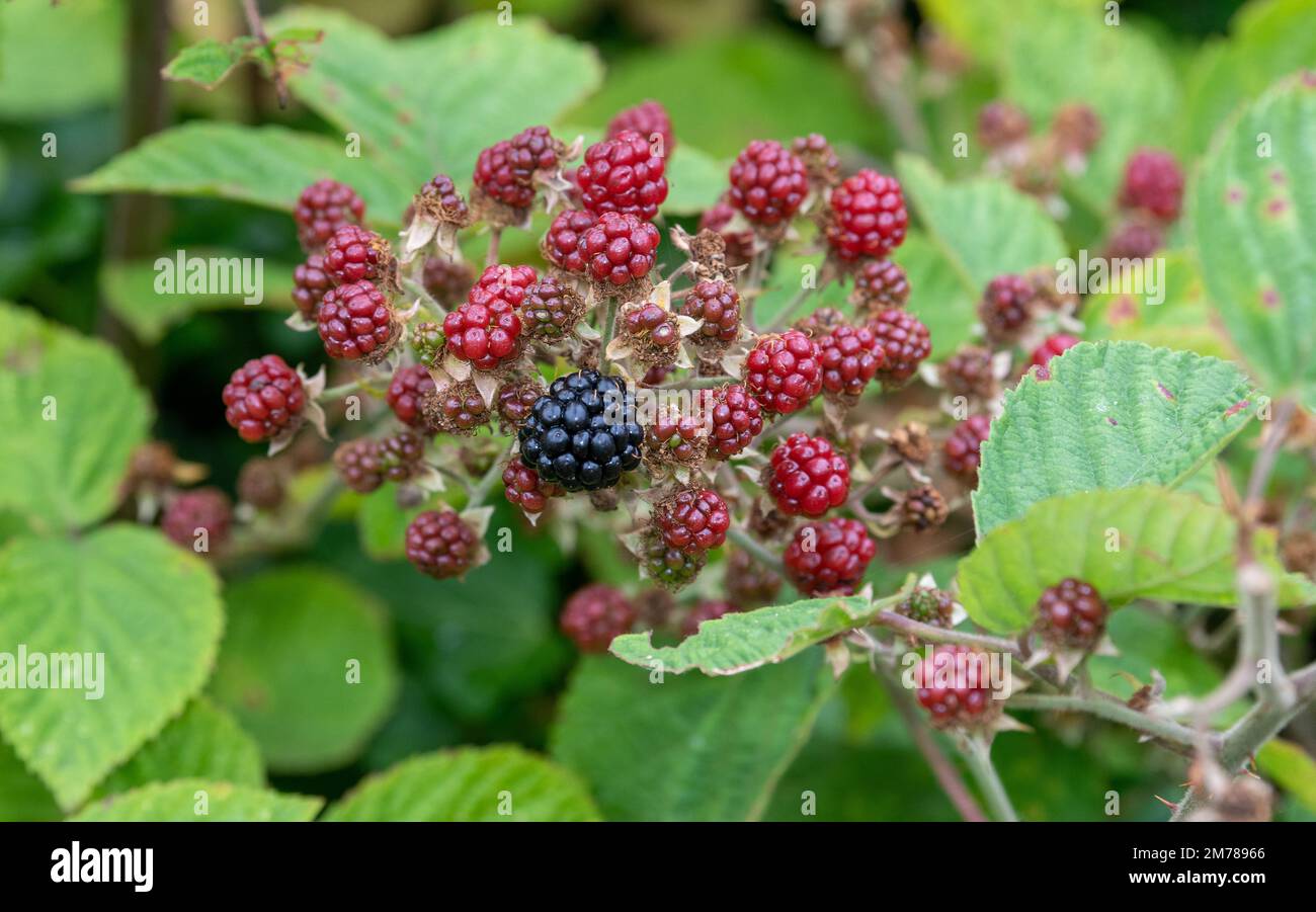 Brambles growing in a hedge, food for wildlife Stock Photo - Alamy