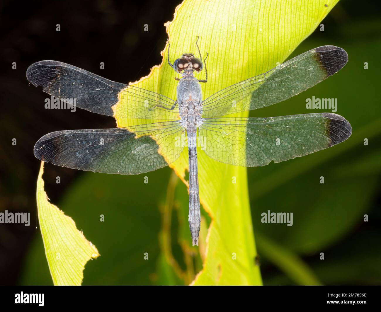 Skimmer dragonfly (Libellulidae), at reest at night in the Ecuadorian ...