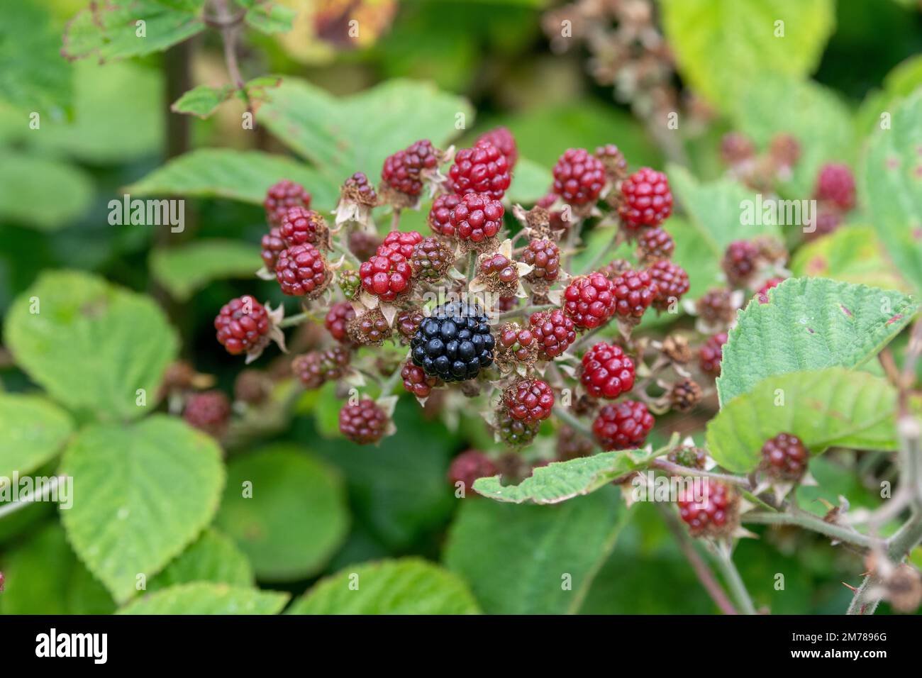 Brambles growing in a hedge, food for wildlife Stock Photo - Alamy