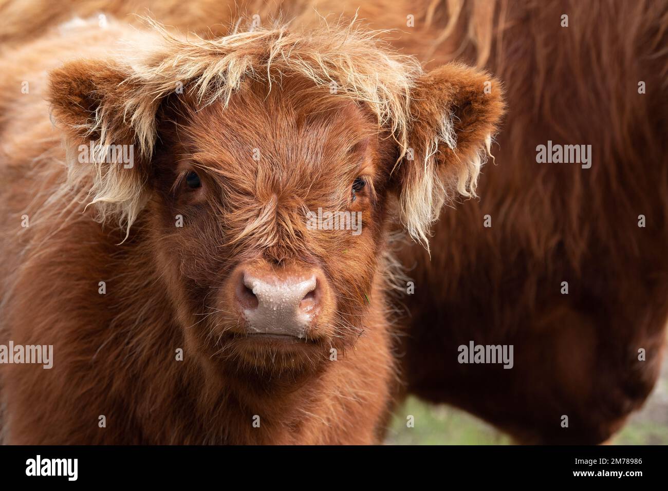 Highland Cattle in a pasture in the Cairngorms National Park, Scotland ...