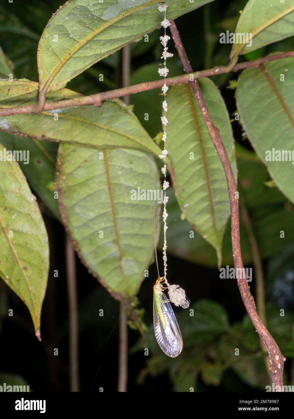 Lacewing fly hanging from a spider egg cocoon. It is suspended from a ...