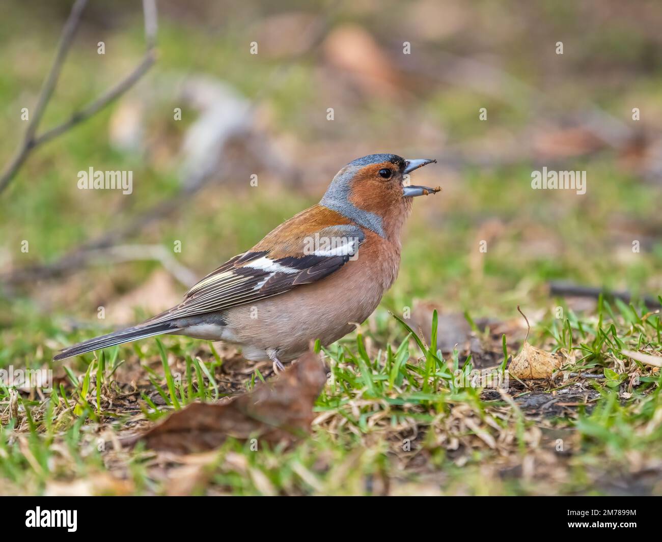 Common chaffinch sits on a green lawn in spring. Beautiful songbird ...