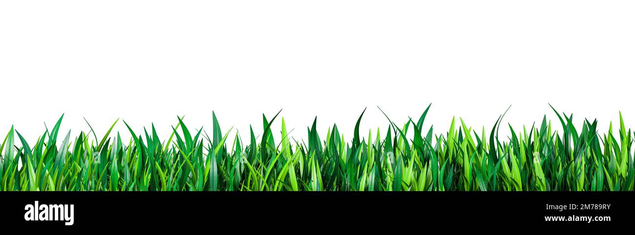Green grass isolated on white. fresh green grass large panorama banner ...