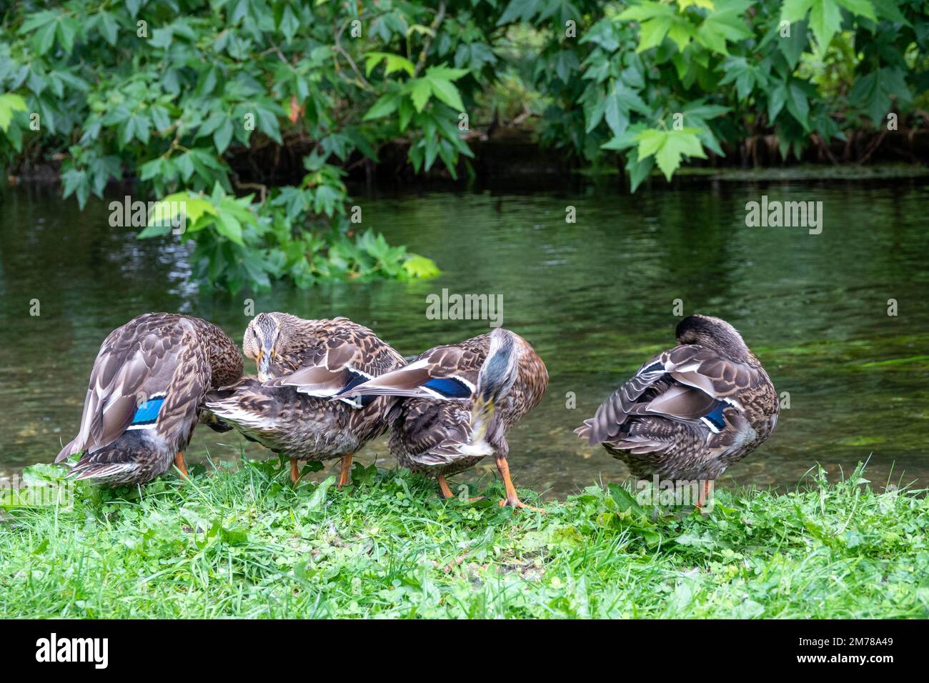 female mallard ducks cleaning feathers on the river bank Stock Photo ...