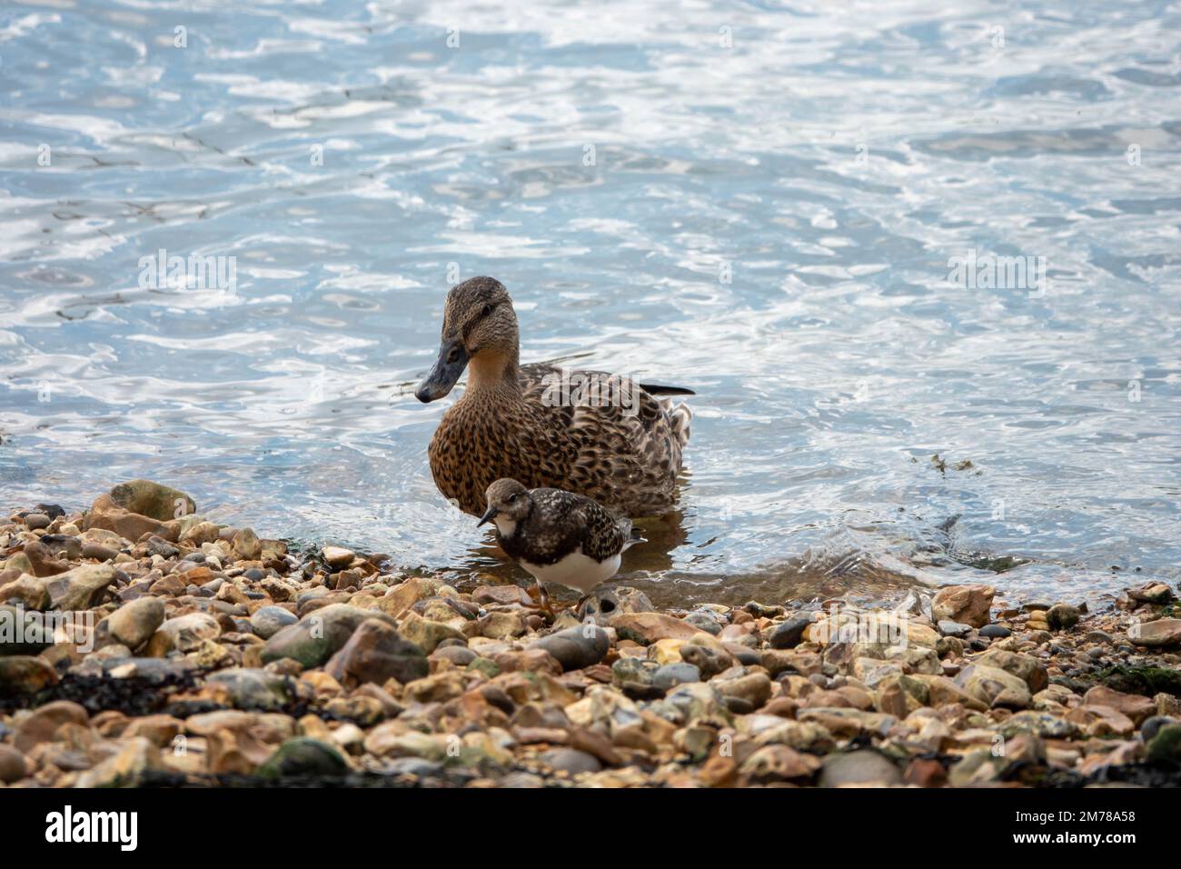 turnstone on the beach with female mallard duck in the sea behind Stock ...
