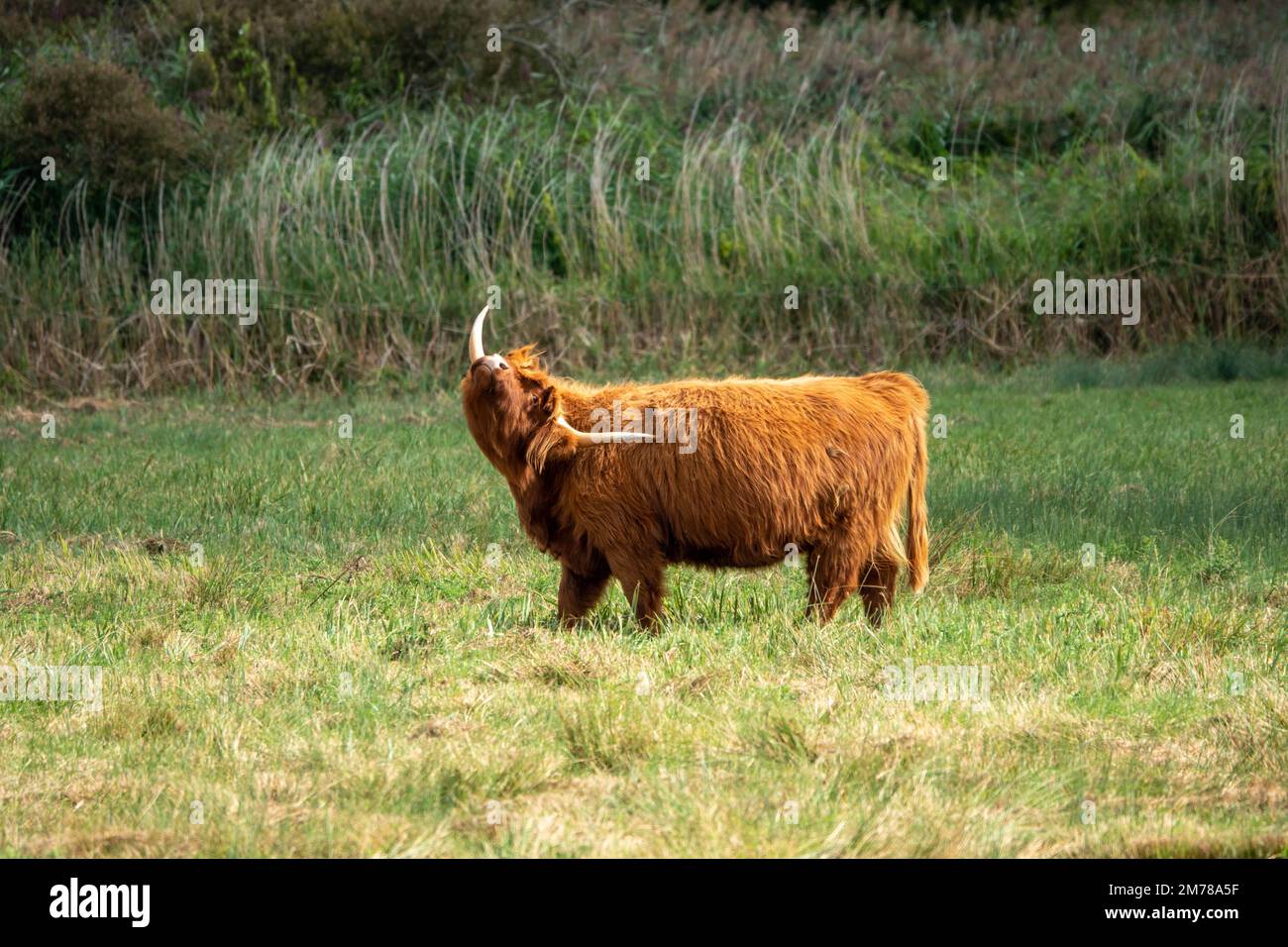highland cow having a scratch with his horn Stock Photo - Alamy